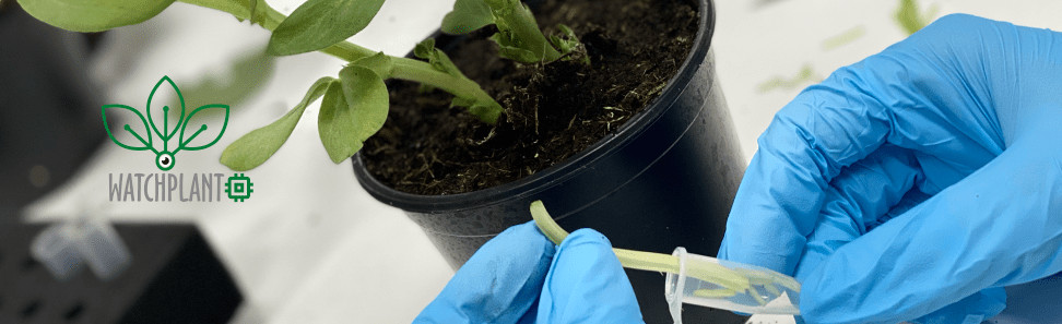 Webinar WATCHPLANT FINAL CONFERENCE: Biosensor for in situ plant ...